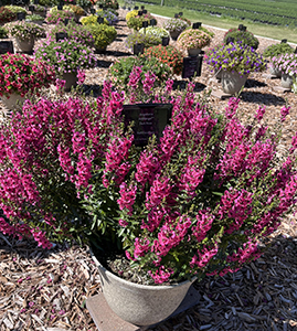 Ball FloraPlant Wins at Mast Young Plants Trials at MSU