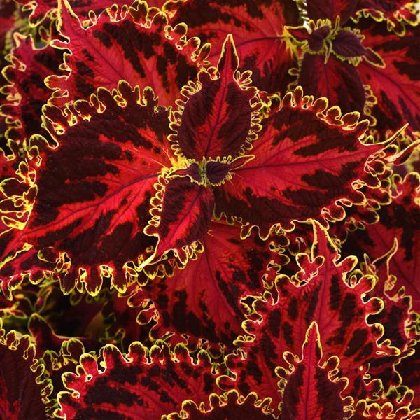 Coleus Solar Flare