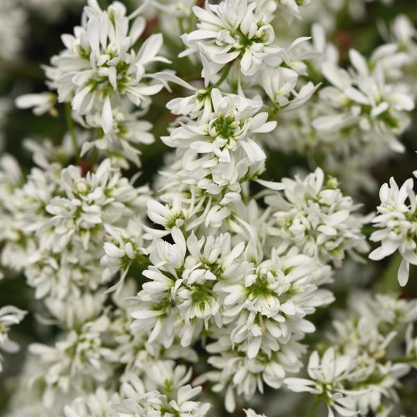 Euphorbia Flurry
