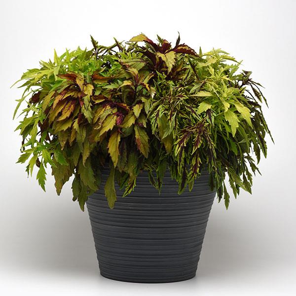 MixMasters™ Vindaloo Vision