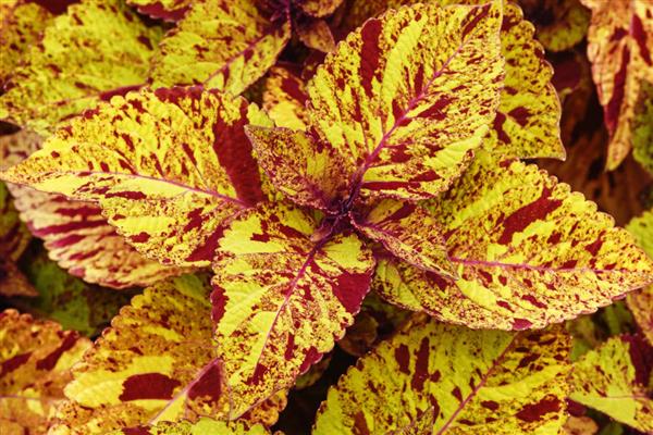Coleus Marble Mania