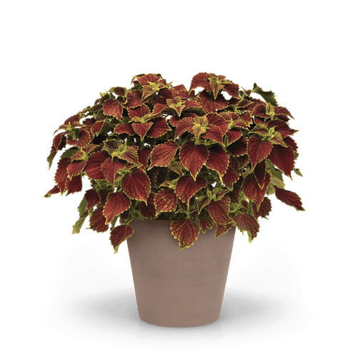 Popular Classes - Coleus