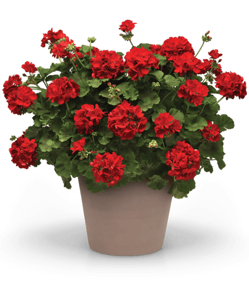 Popular Classes - Geranium