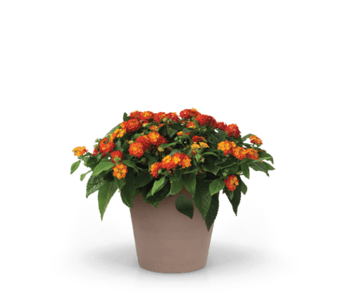 Popular Classes - Lantana