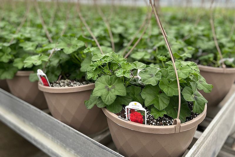 Powered by Ball Seed